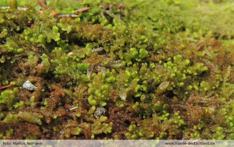 Verbreitung Ptilidium pulcherrimum (Weber) Vain. | Moosflora der ...